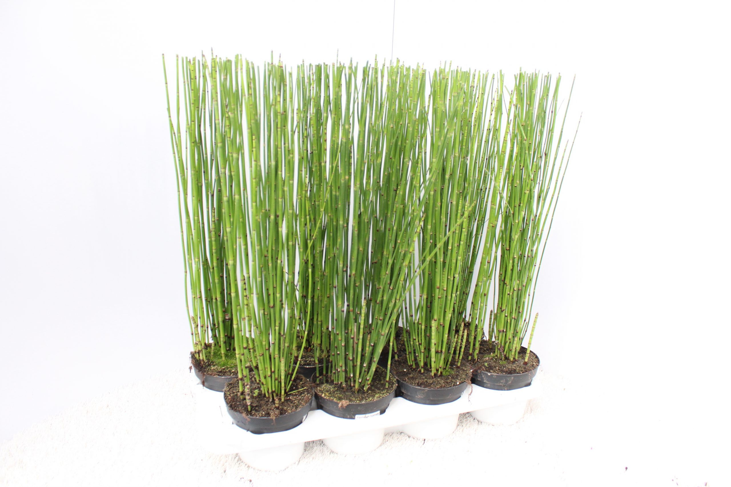 PIANTA DI EQUISETO "EQUISETUM HYEMALE VARIEGATA" SU VASO CM 13 - Linea ...